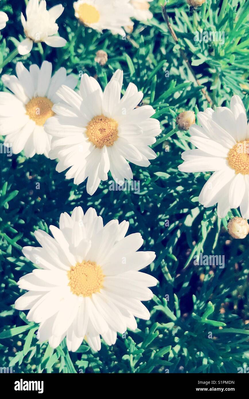 Group of daisies hi-res stock photography and images - Alamy