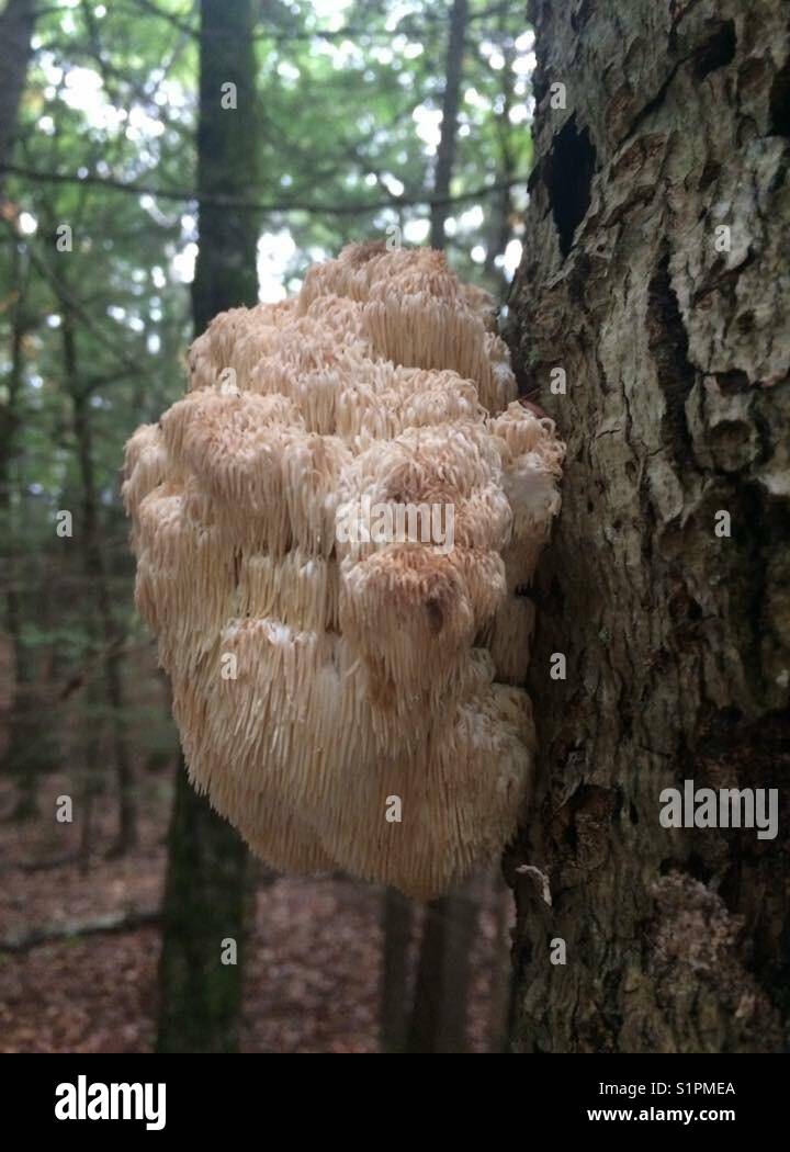 Bears head tooth Stock Photo - Alamy