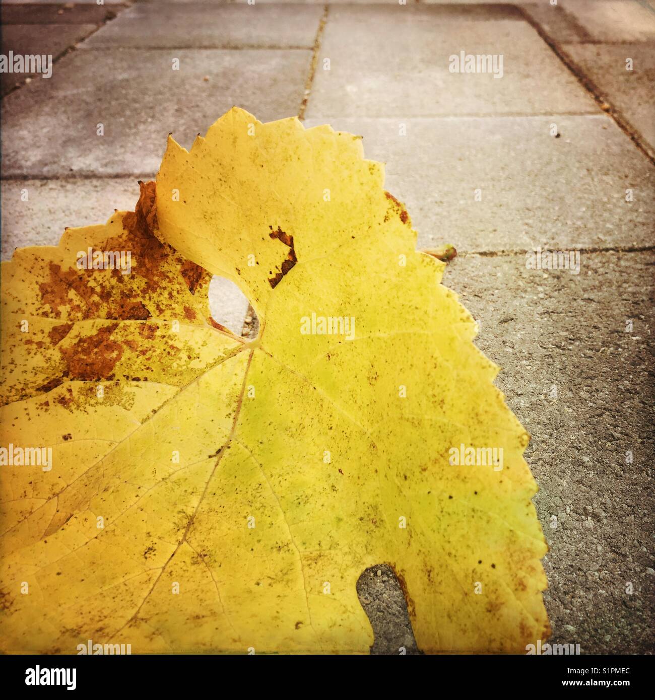 Pavent hi-res stock photography and images - Alamy