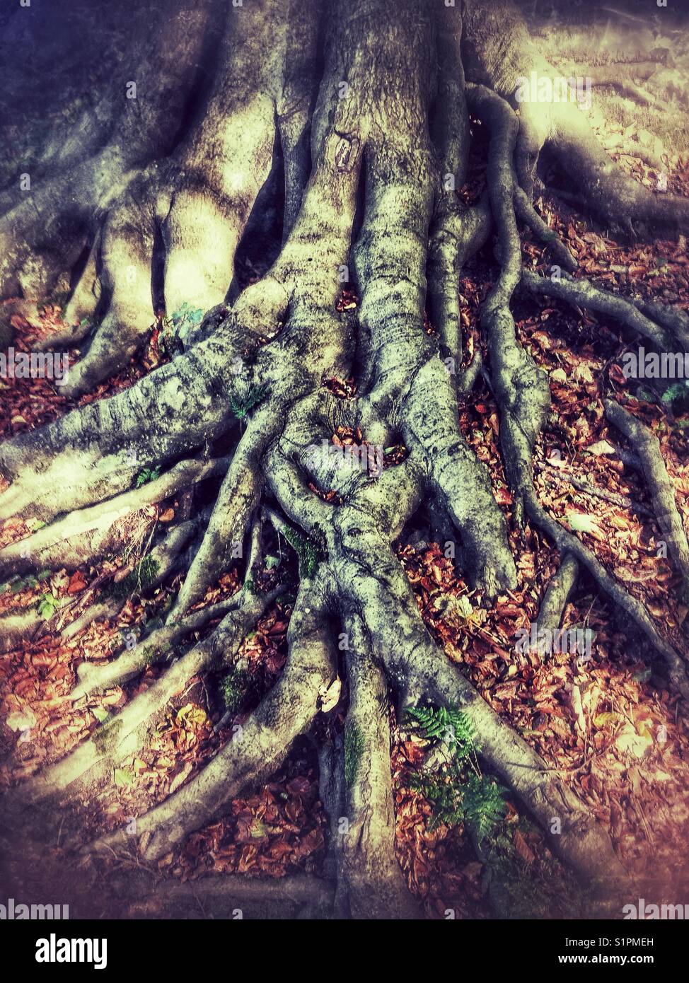 Roots of a tree Stock Photo - Alamy