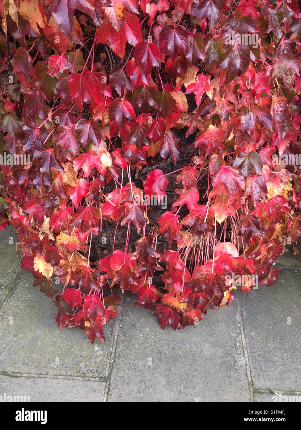 Ivory leaves hi-res stock photography and images - Alamy