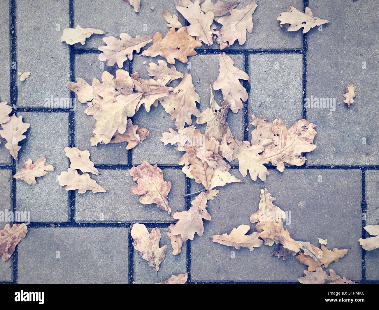 Pavement leaves hi-res stock photography and images - Alamy