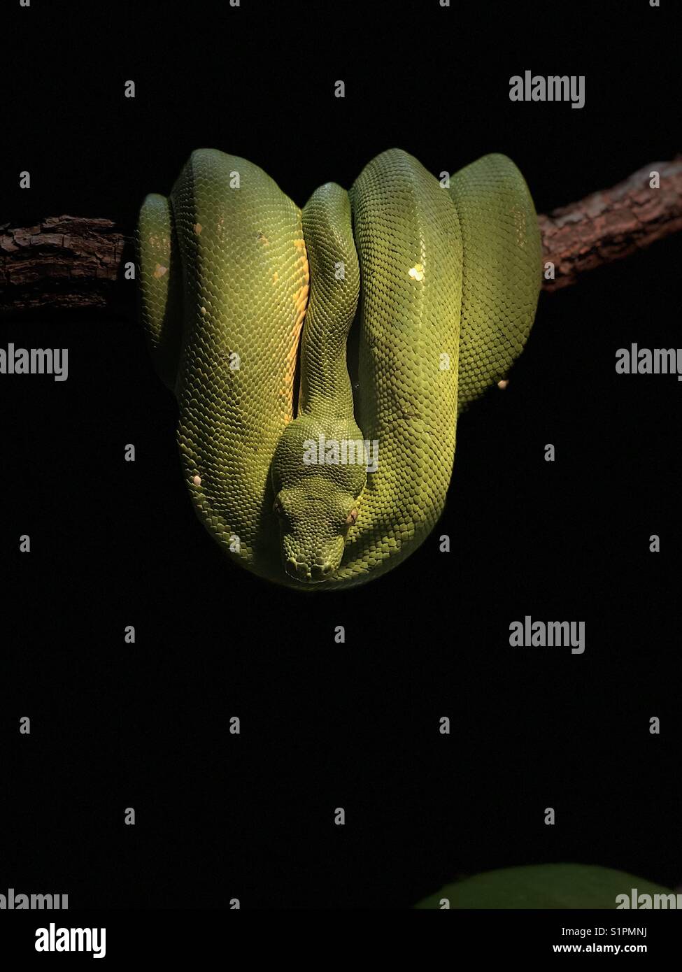 Light snake hi-res stock photography and images - Alamy