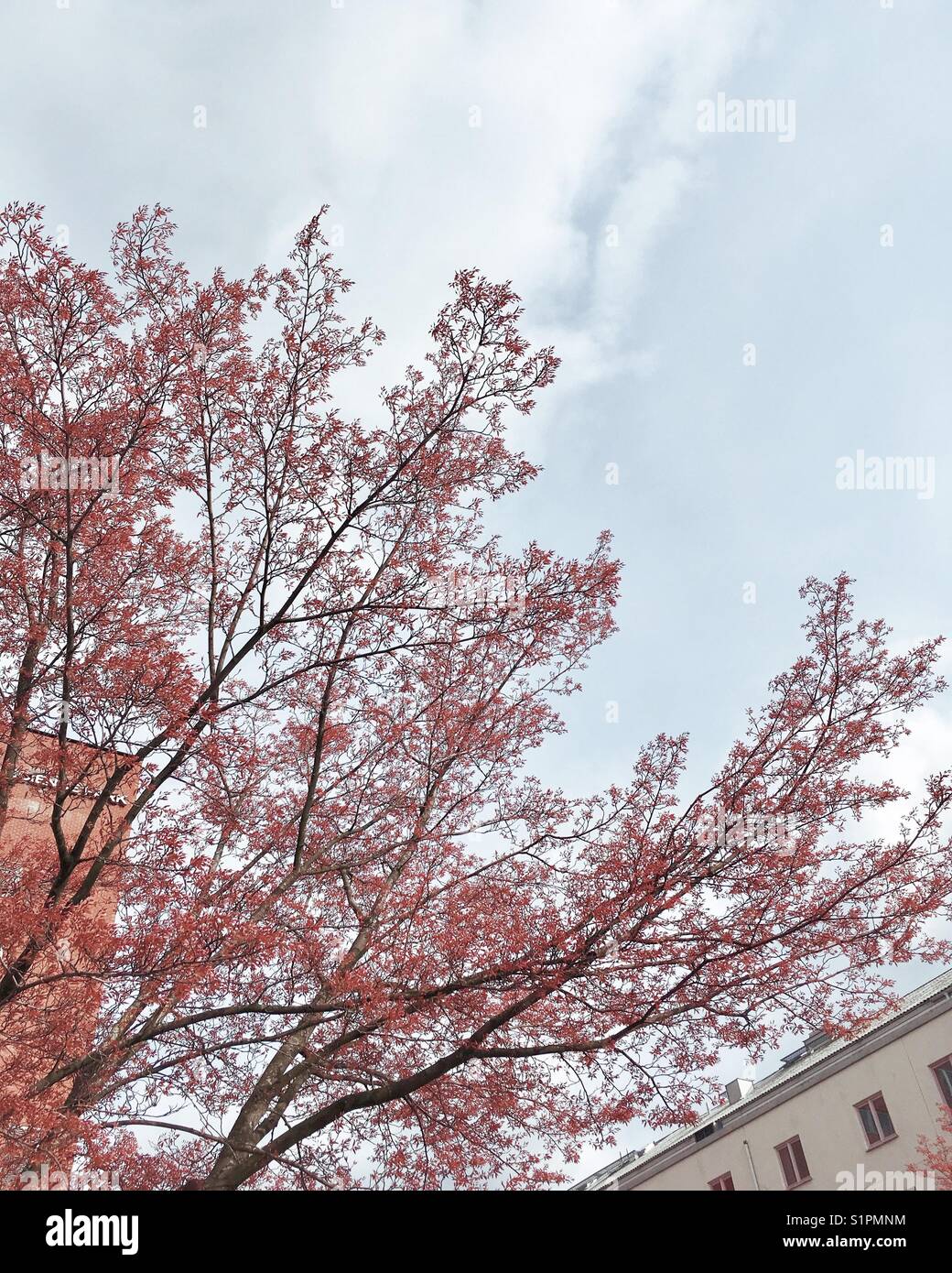 Spring time in Jönköping Stock Photo - Alamy