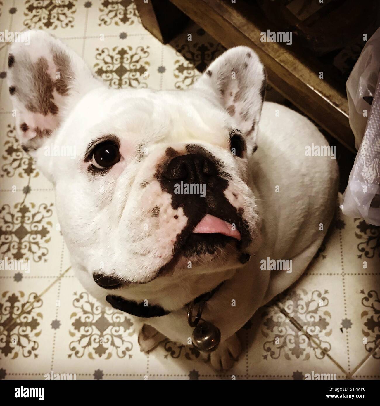 A Frenchie is looking up at something Stock Photo - Alamy