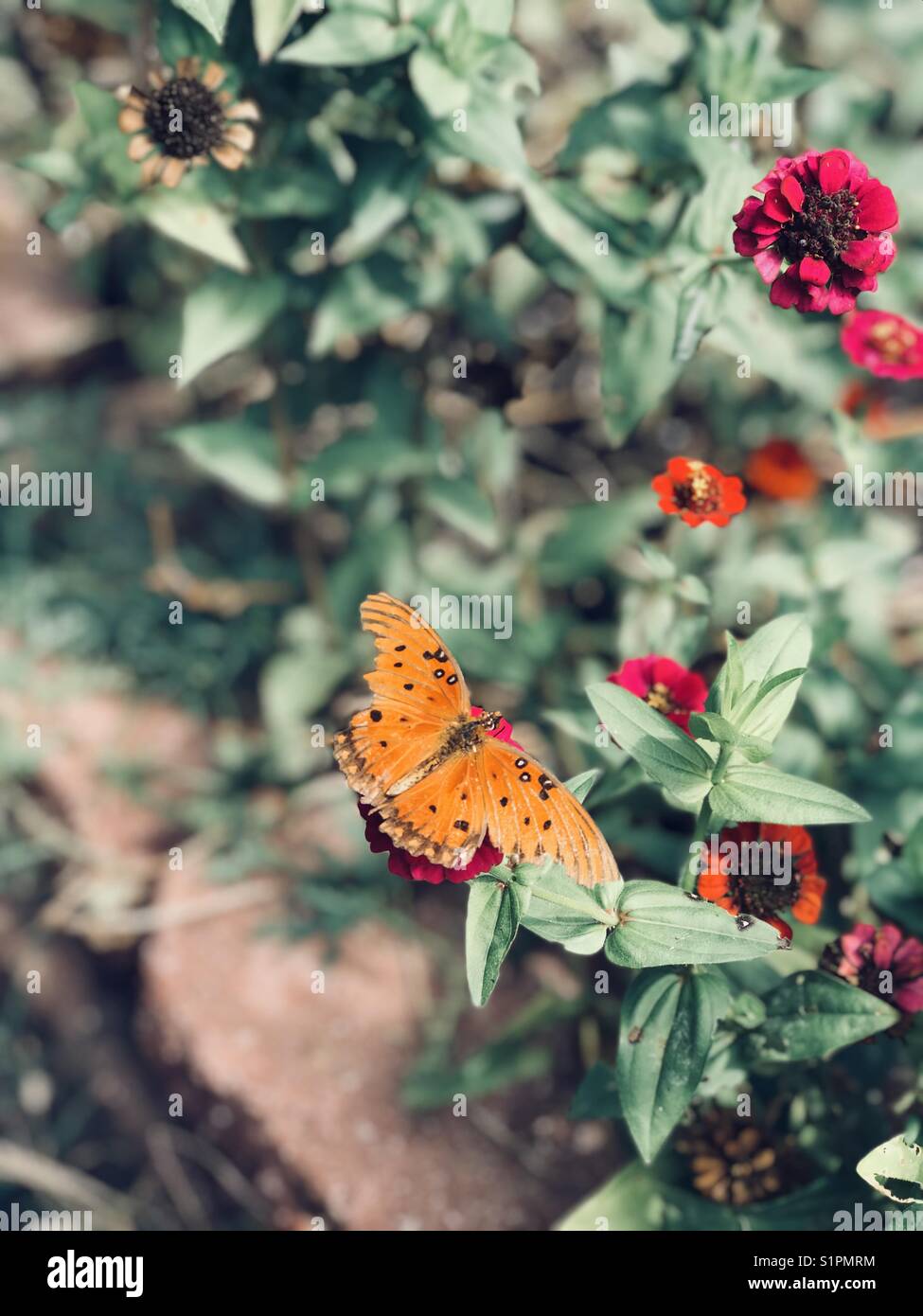 Beautiful insect wings hi-res stock photography and images - Alamy