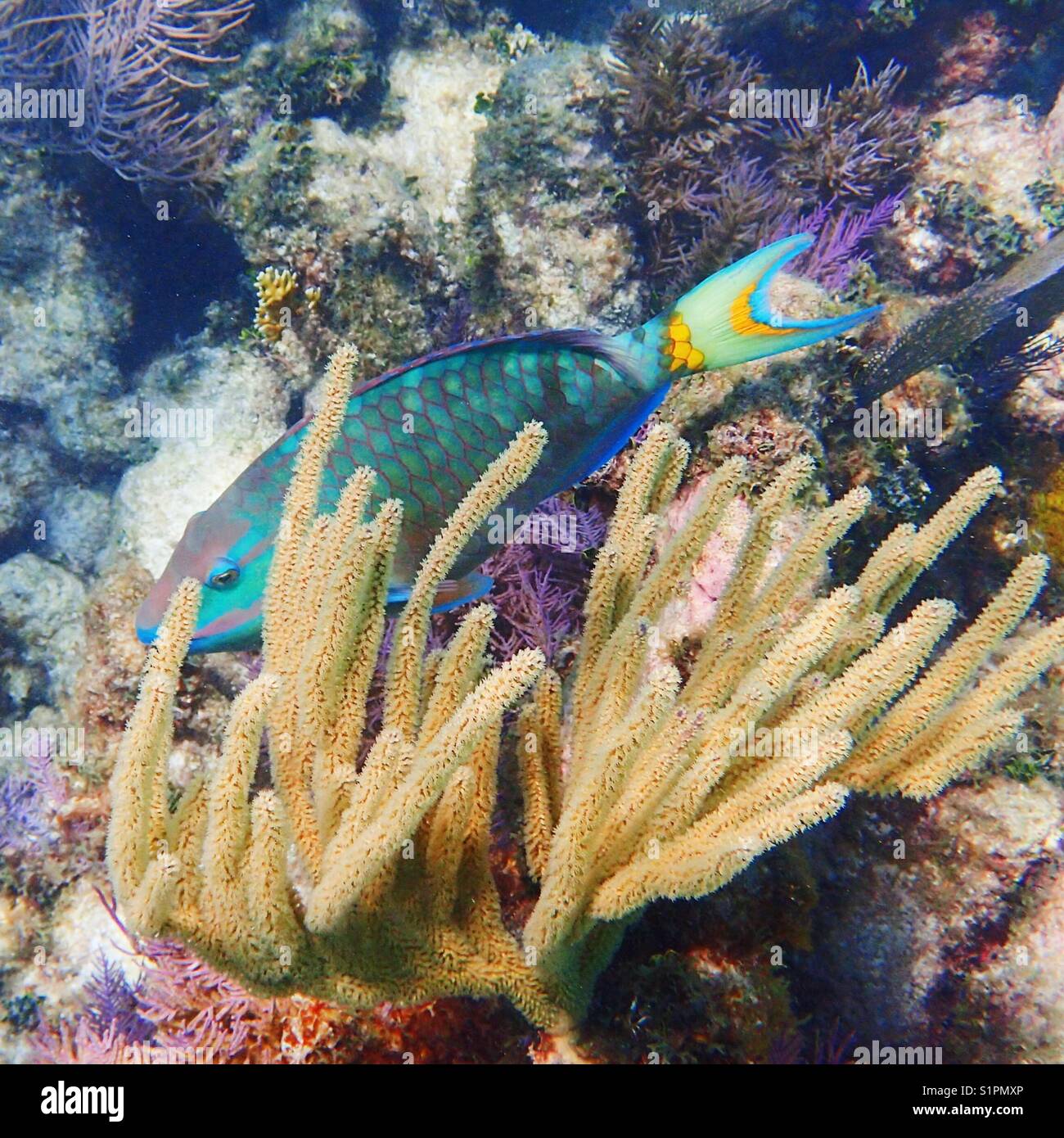 Carysfort Stock Photos & Carysfort Stock Images - Alamy