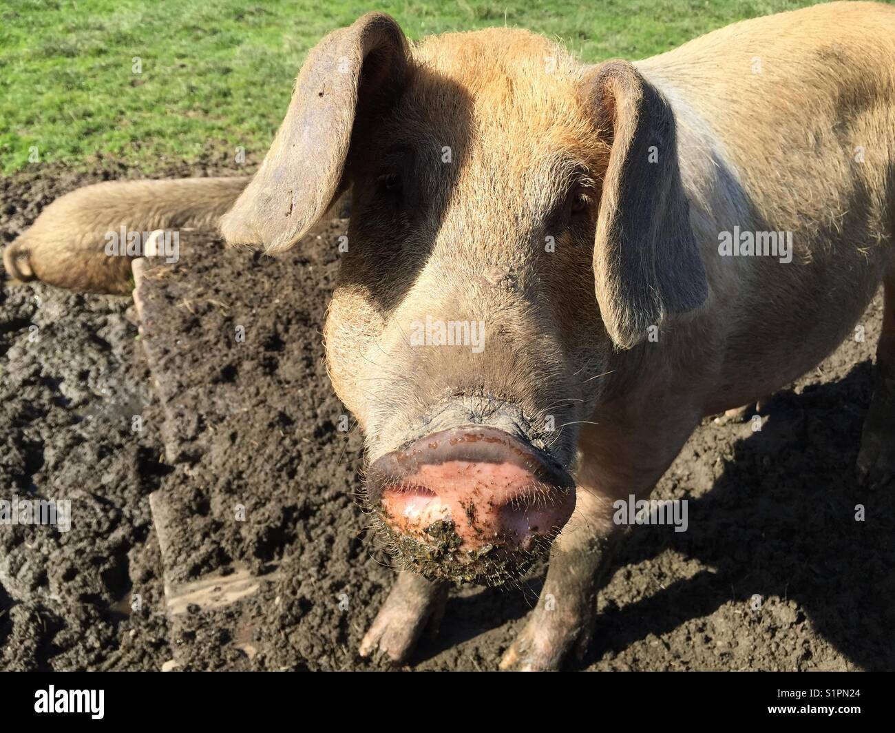 Happy pig mud hi-res stock photography and images - Alamy