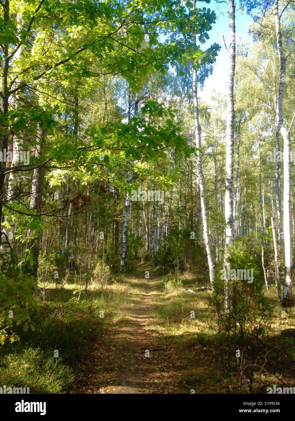 September forest hi-res stock photography and images - Alamy