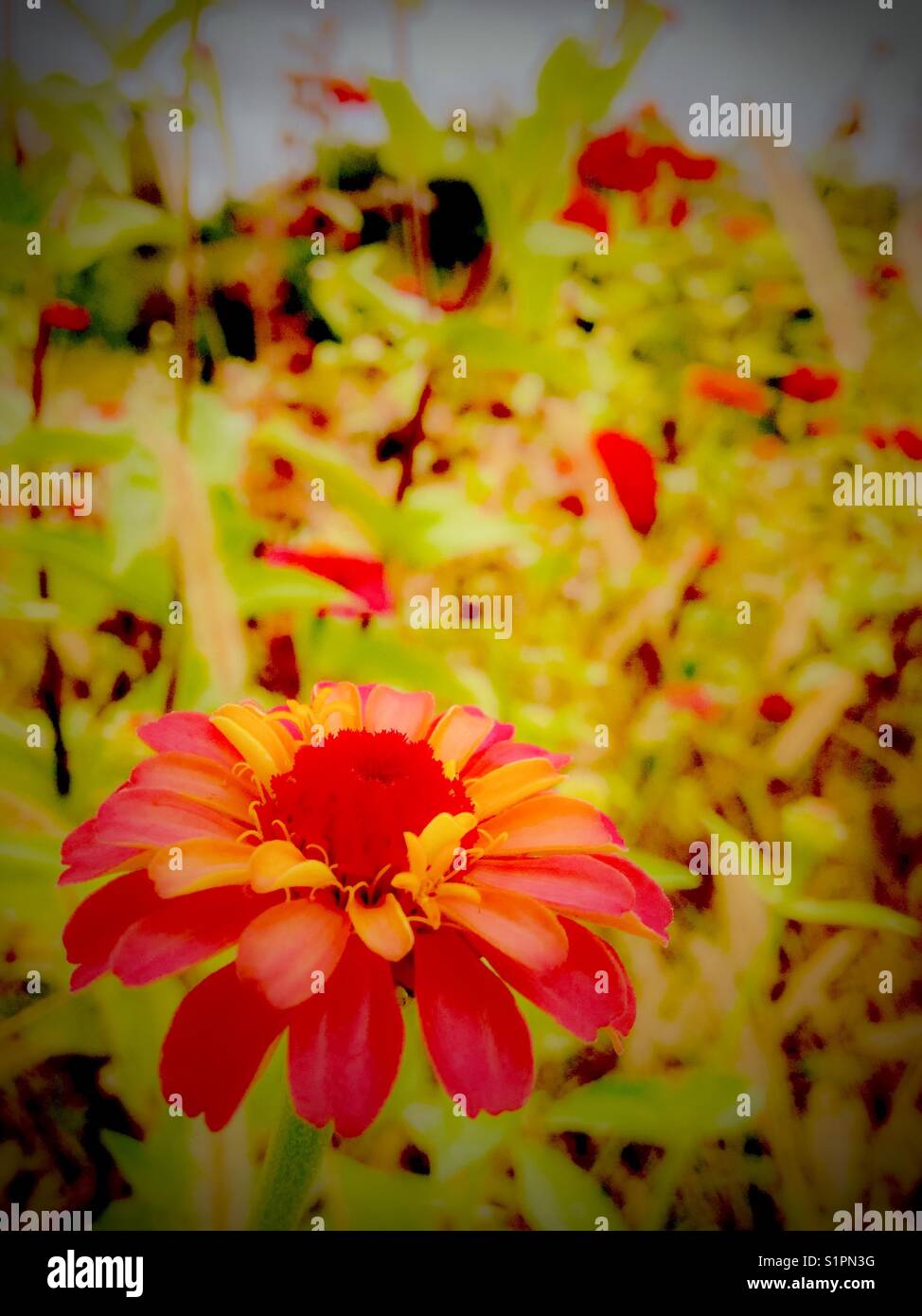 October wildflowers hi-res stock photography and images - Alamy