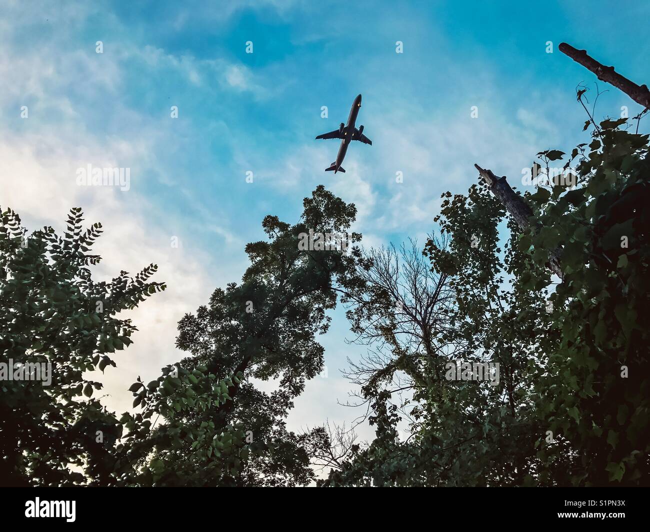 Plane above the trees hi-res stock photography and images - Alamy