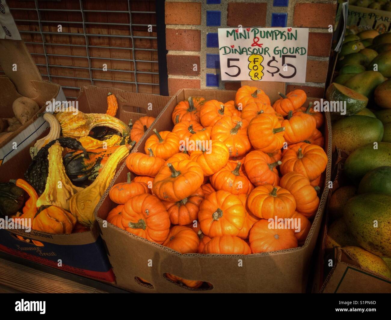Mini pumpkins hi-res stock photography and images - Alamy