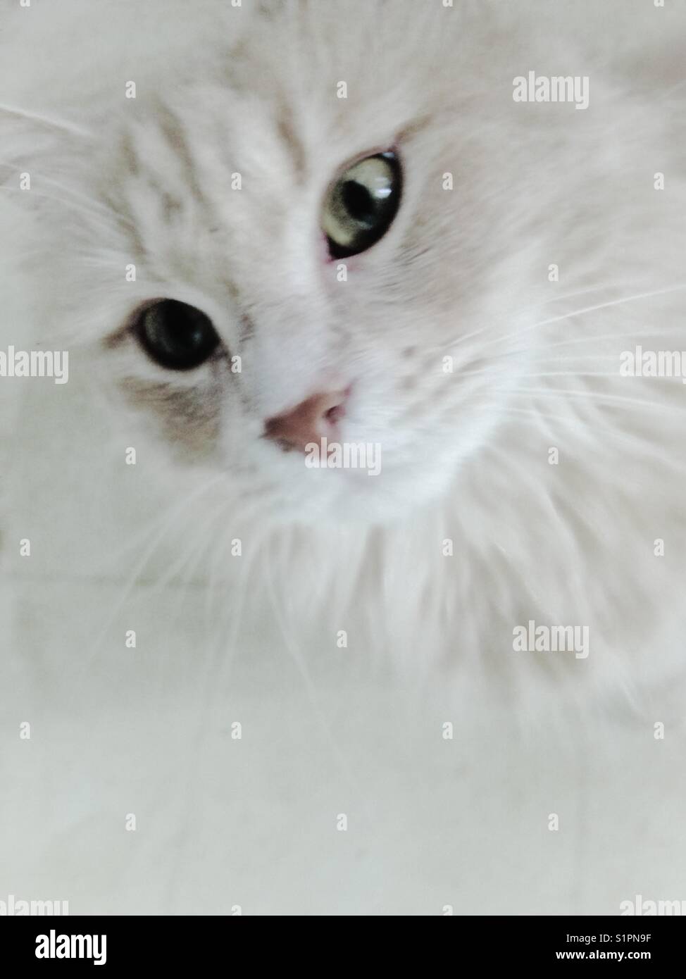 Fluffy kitty hi-res stock photography and images - Alamy