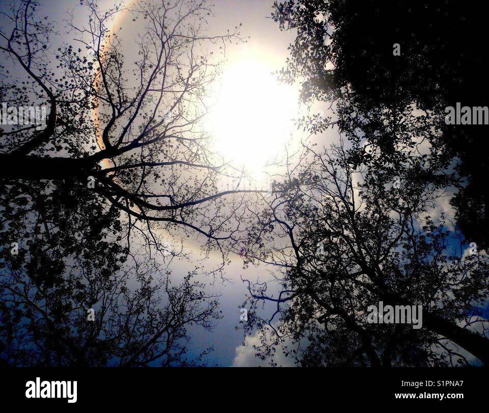 Halo with trees hi-res stock photography and images - Alamy