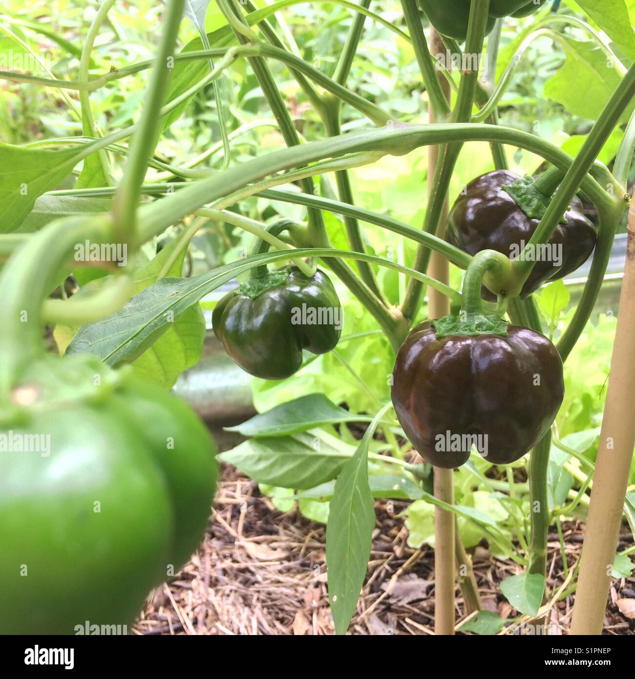 Mini chocolate capsicum growing healthily Stock Photo - Alamy