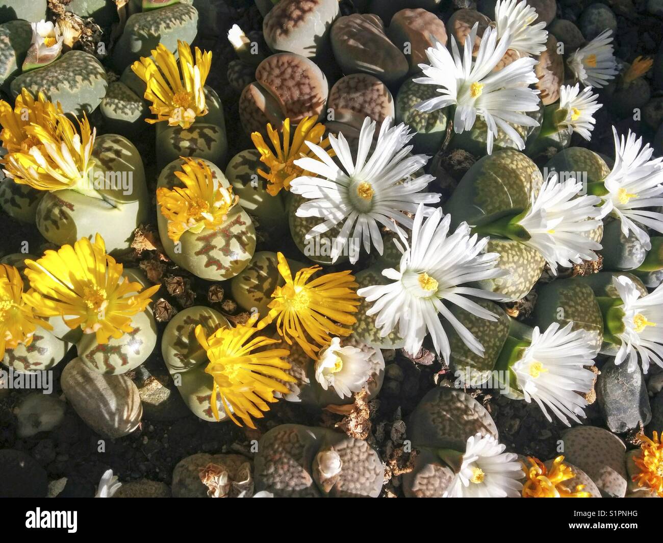 Lithops plants hi-res stock photography and images - Alamy