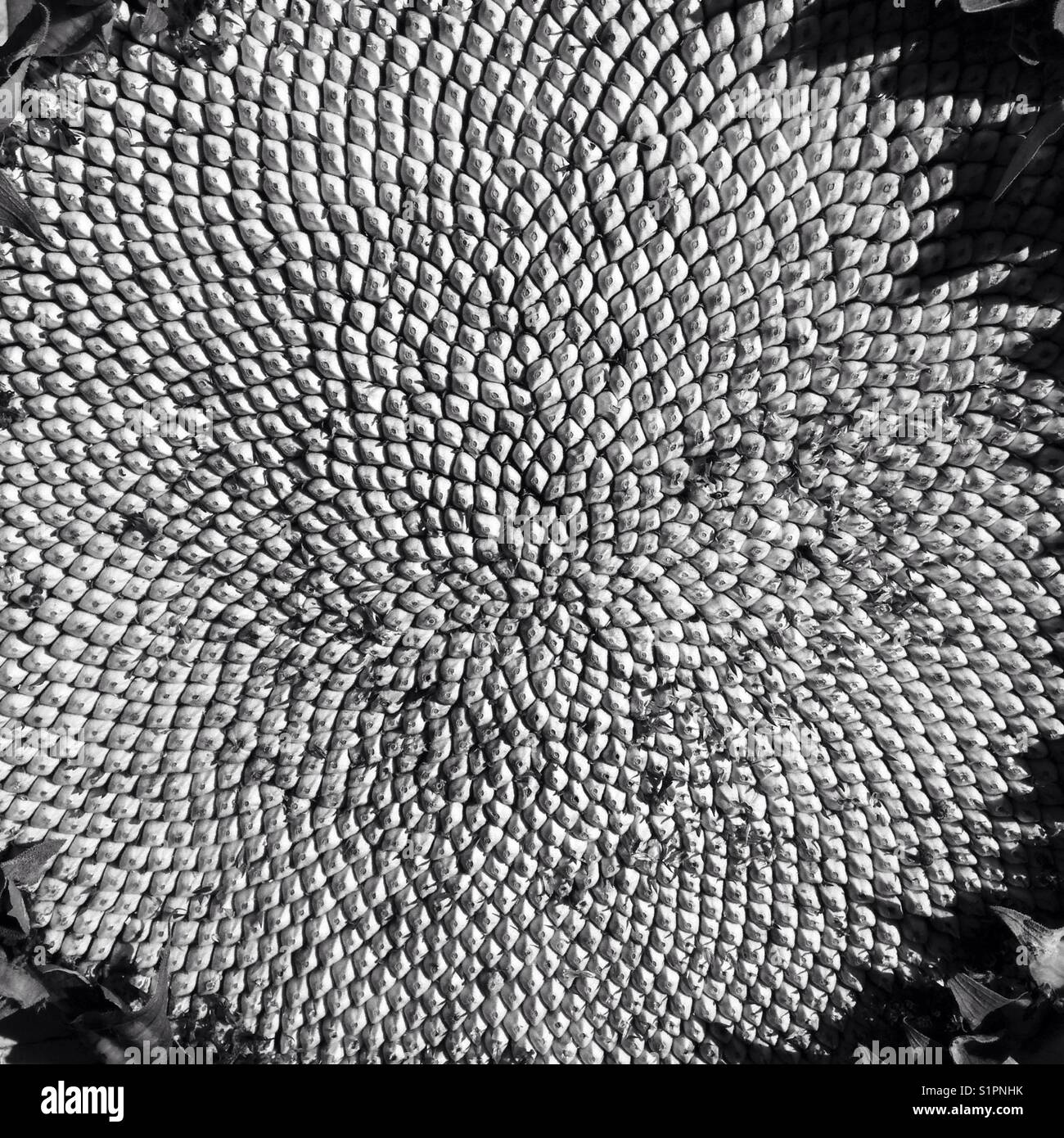 Sunflower texture hi-res stock photography and images - Alamy