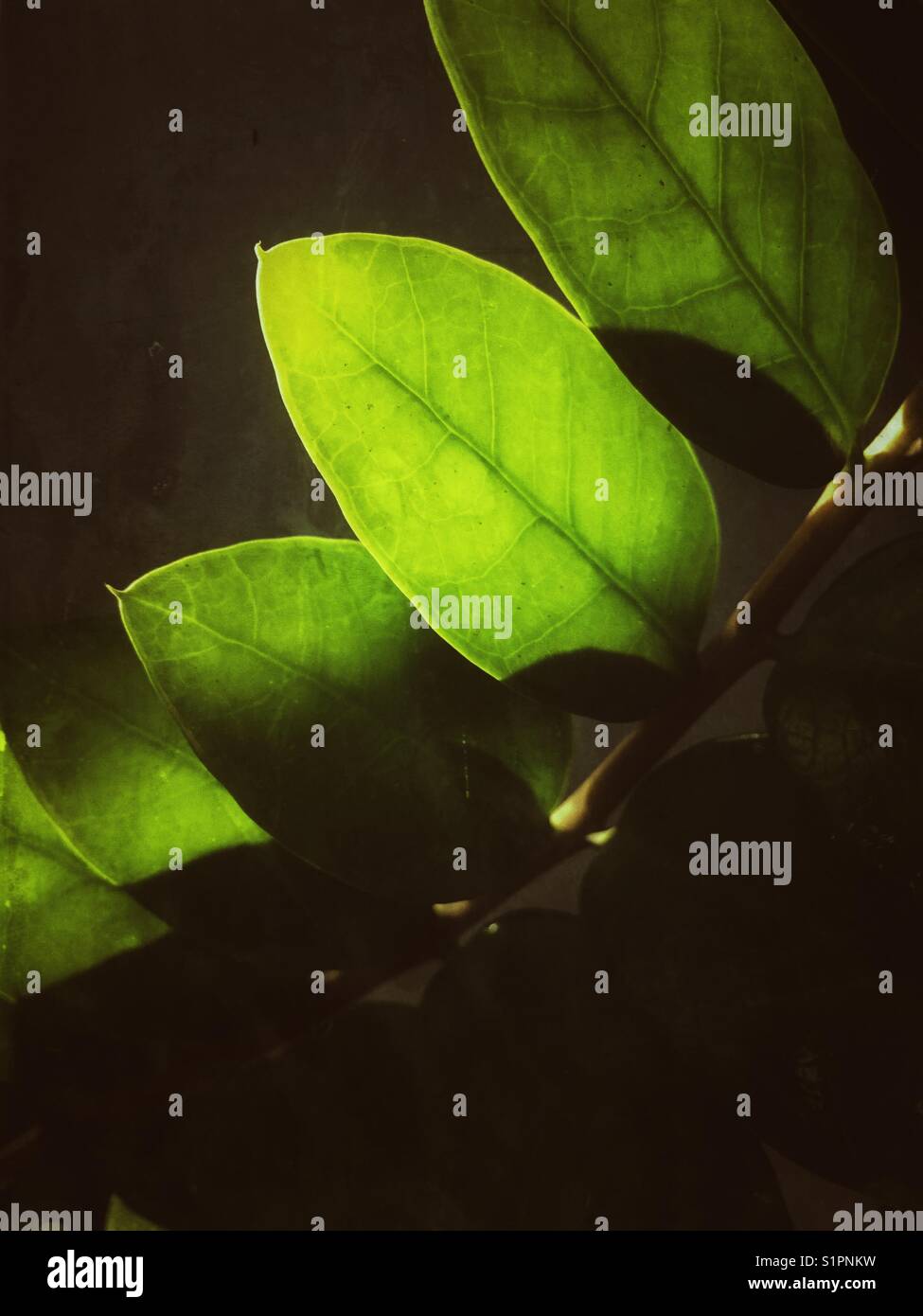Photosynthesis hi-res stock photography and images - Alamy
