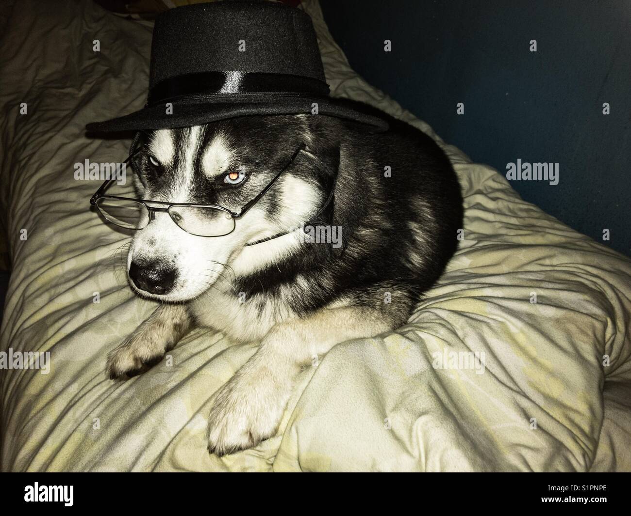 Intelectual animal hi-res stock photography and images - Alamy