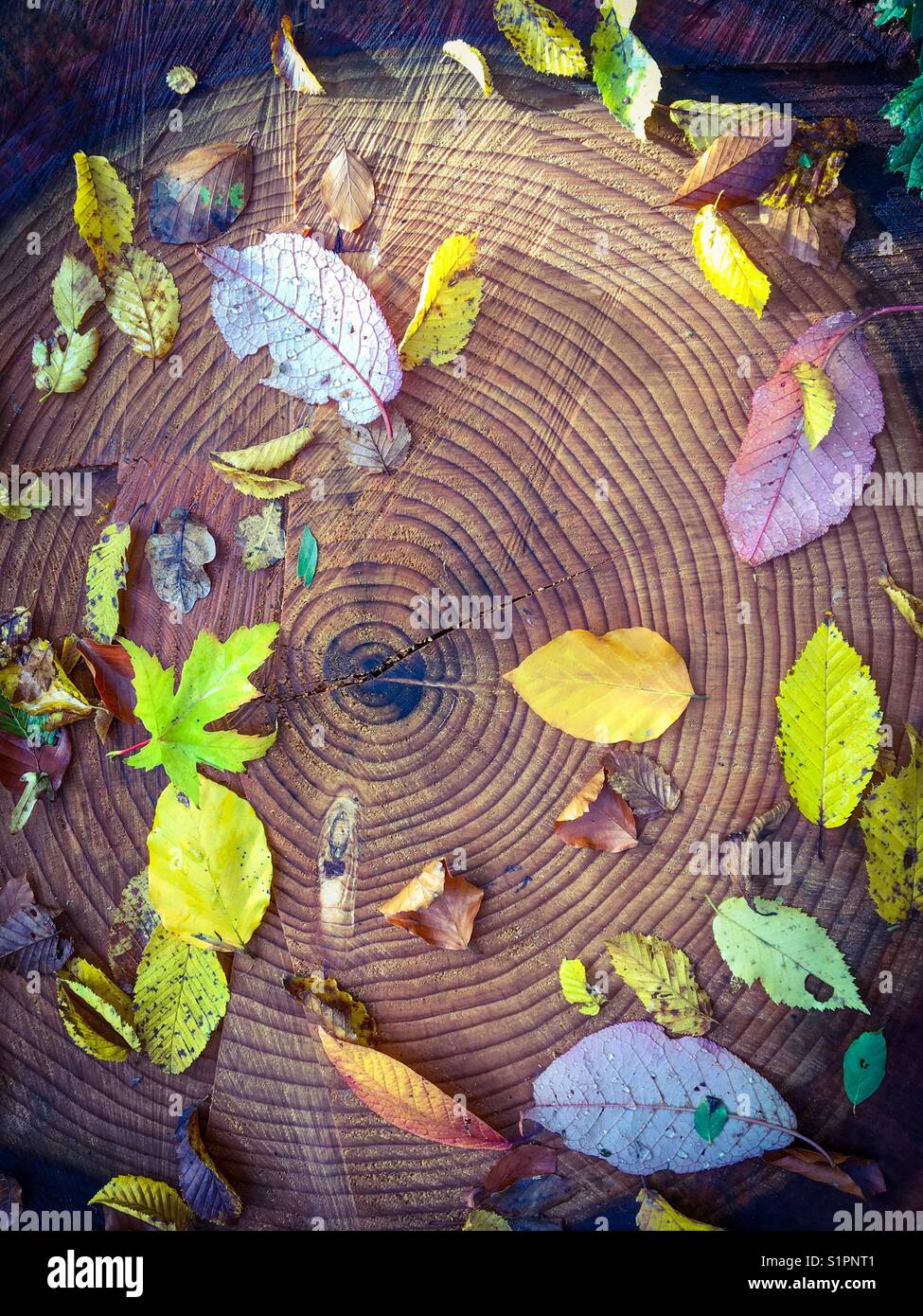 Nature Fall background Outdoor Stock Photo - Alamy