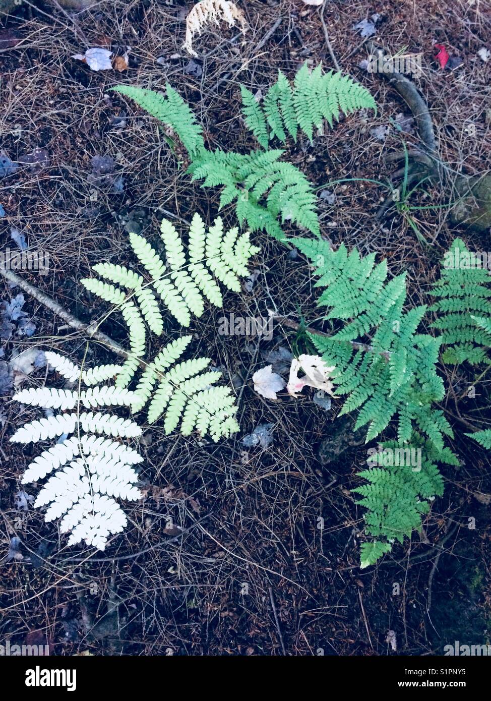 Ferns forest fall hi-res stock photography and images - Alamy