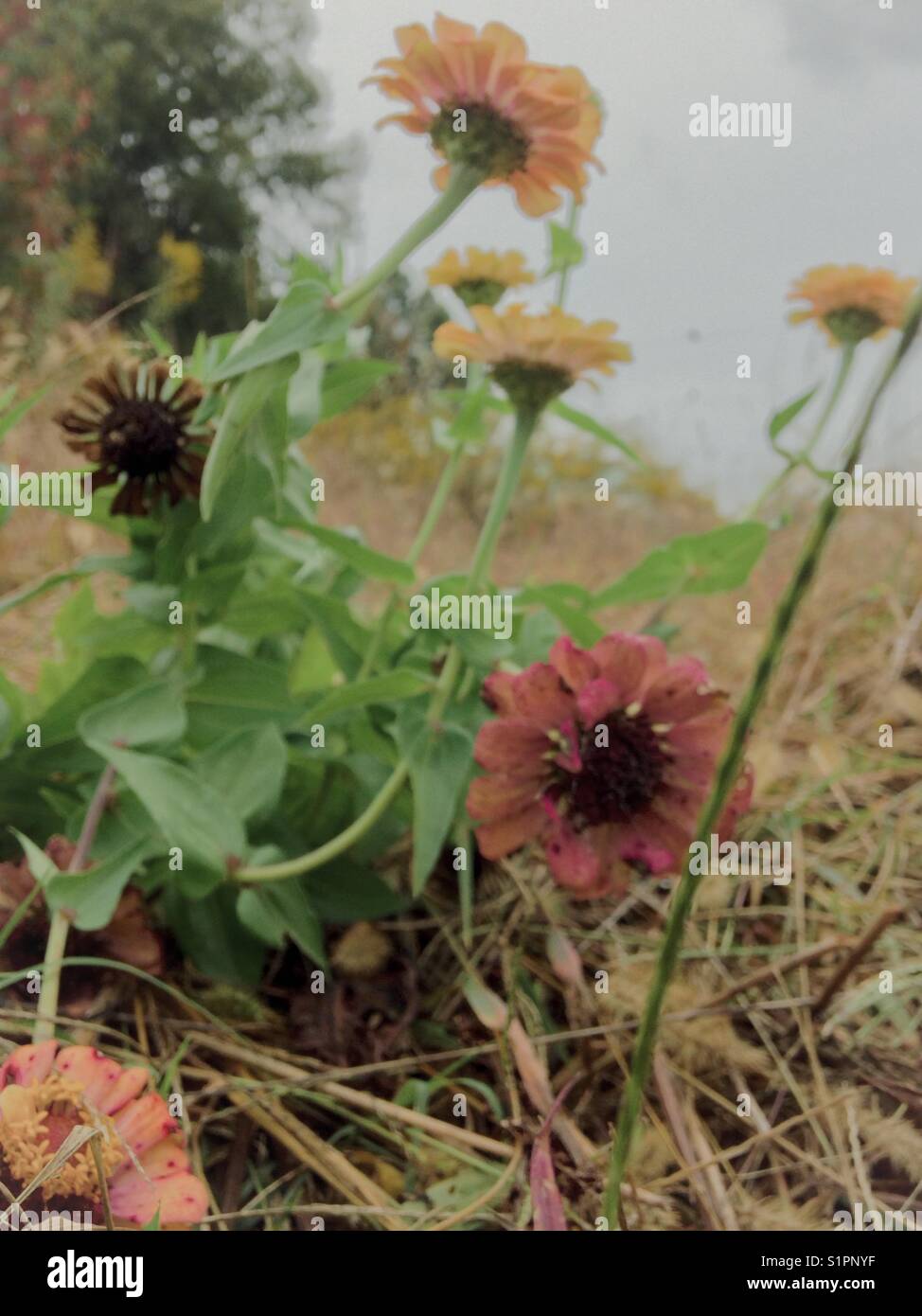 Pastel zinnias in October Stock Photo - Alamy