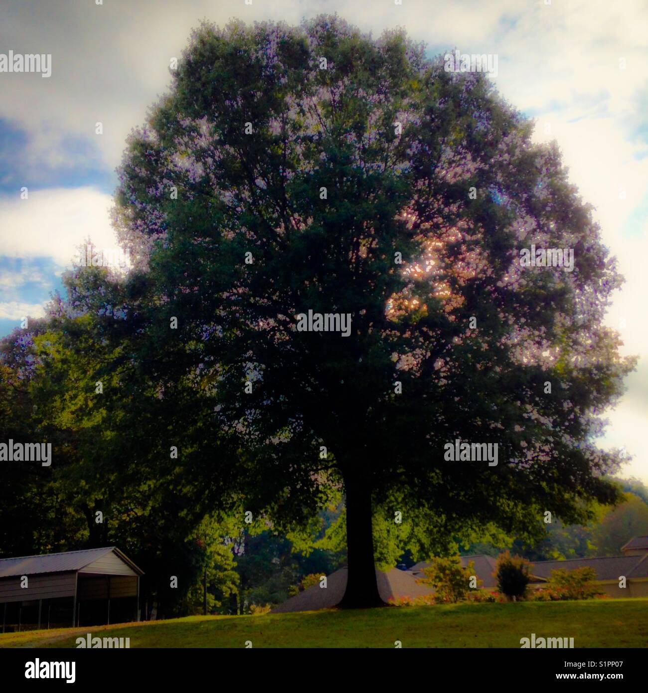 Vibrant tree hi-res stock photography and images - Alamy