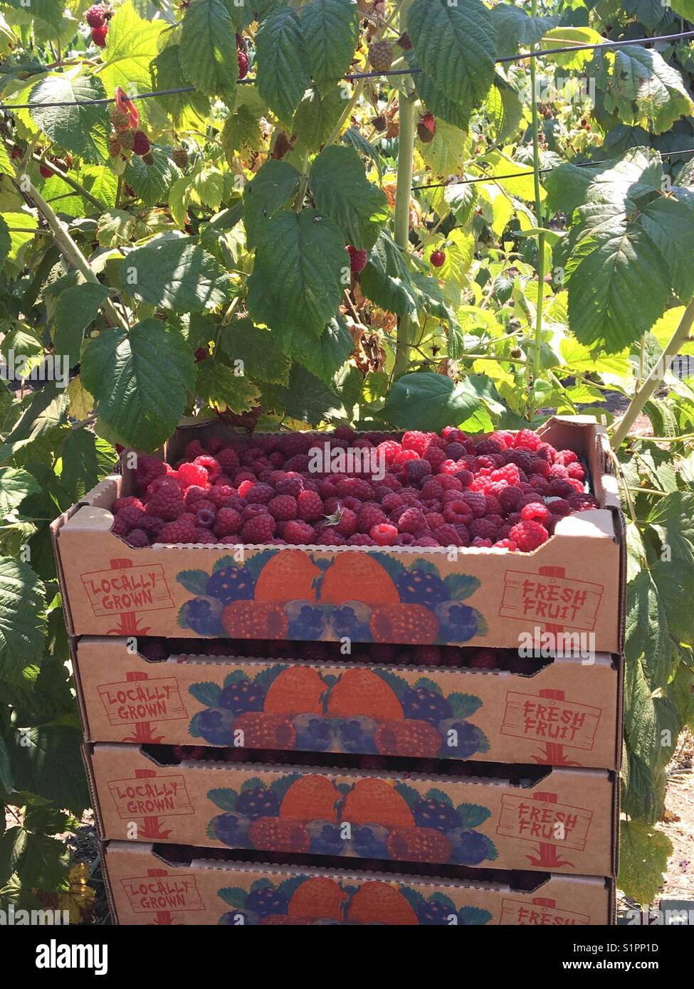 U Pick Raspberries High Resolution Stock Photography and Images - Alamy