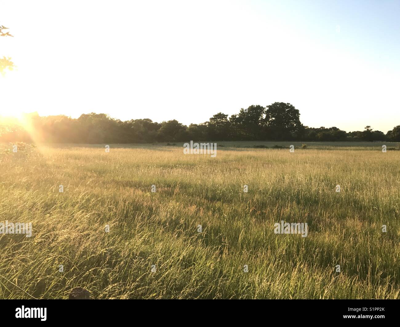 Waving grass hi-res stock photography and images - Alamy
