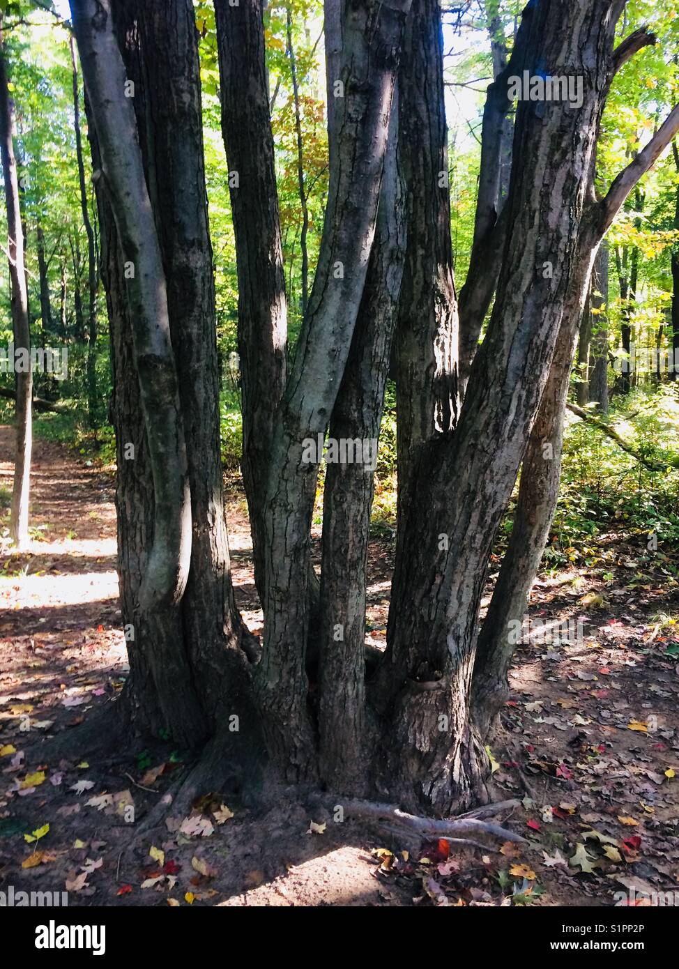 Circle of trees Stock Photo - Alamy