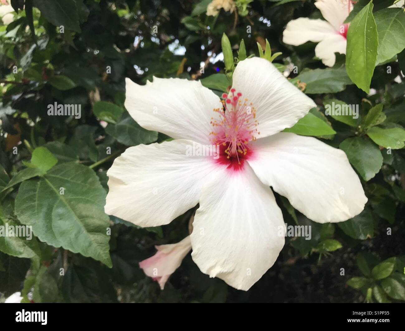 Beautiful white hibiscus flower Stock Photo - Alamy