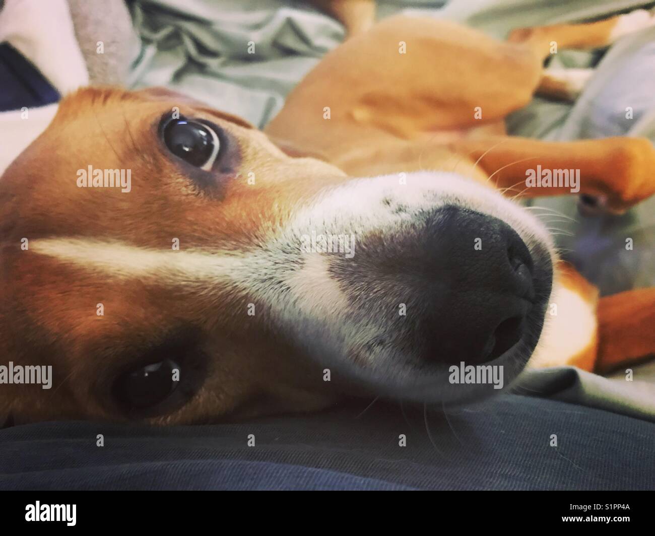 Lazy beagle hi-res stock photography and images - Alamy