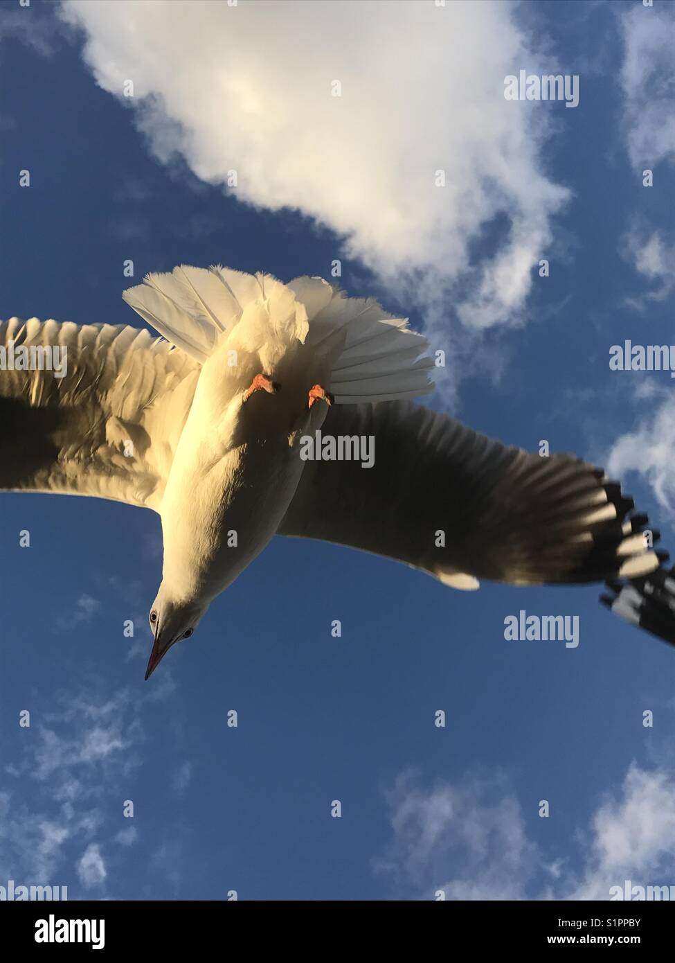 Fly with golden wings hi-res stock photography and images - Alamy