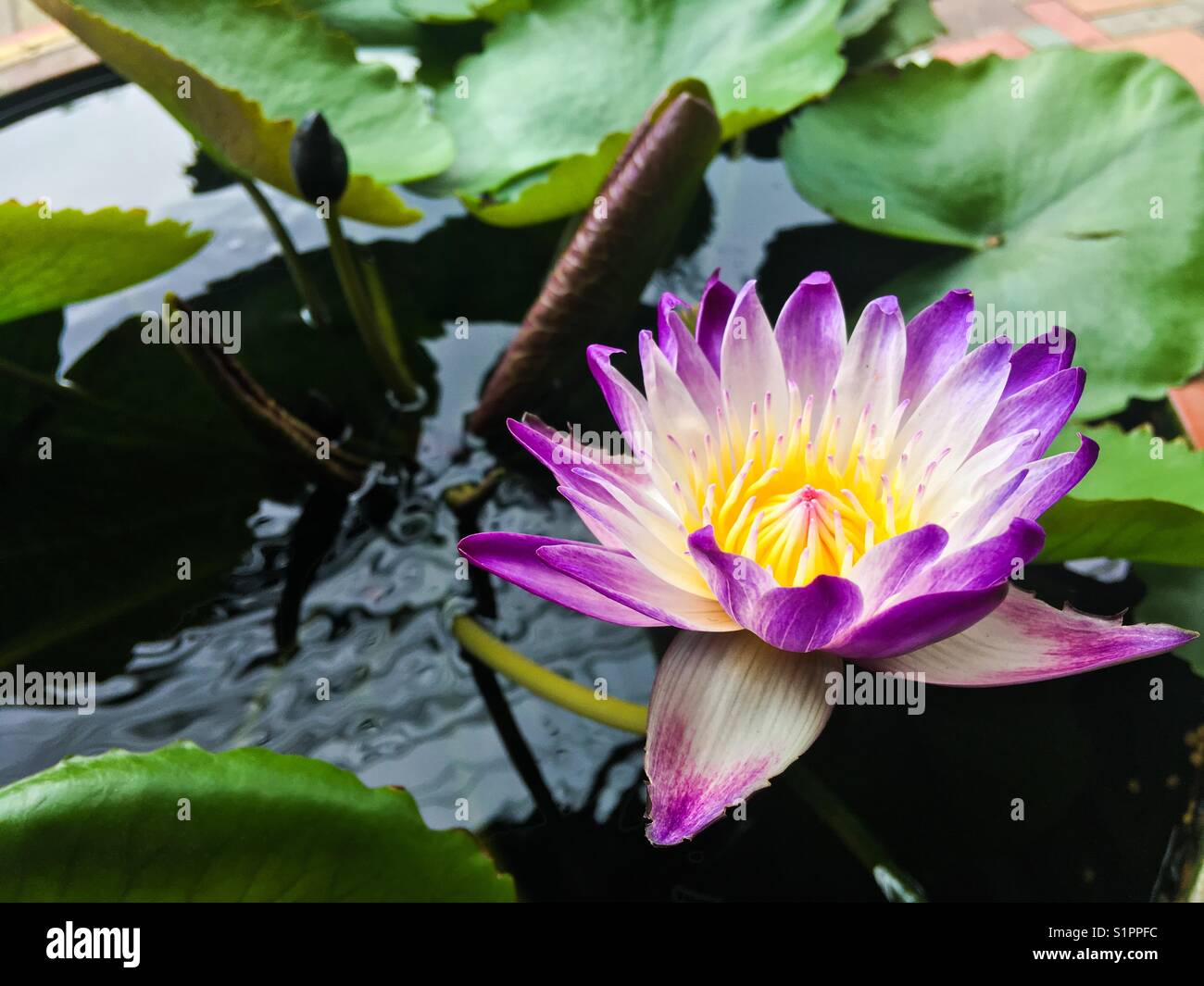 Violet Lotus High Resolution Stock Photography and Images - Alamy