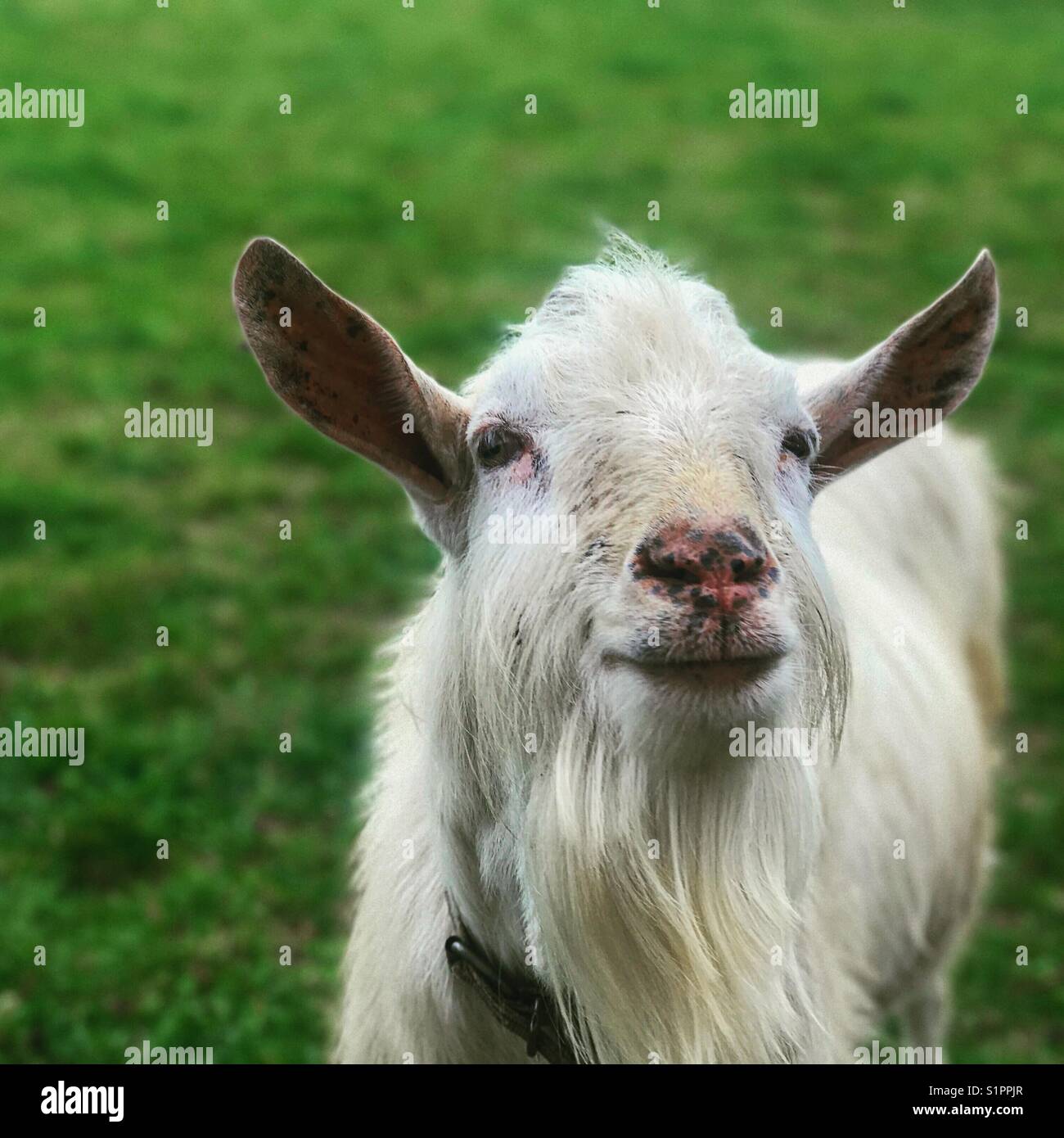 Portrait goat hi-res stock photography and images - Alamy