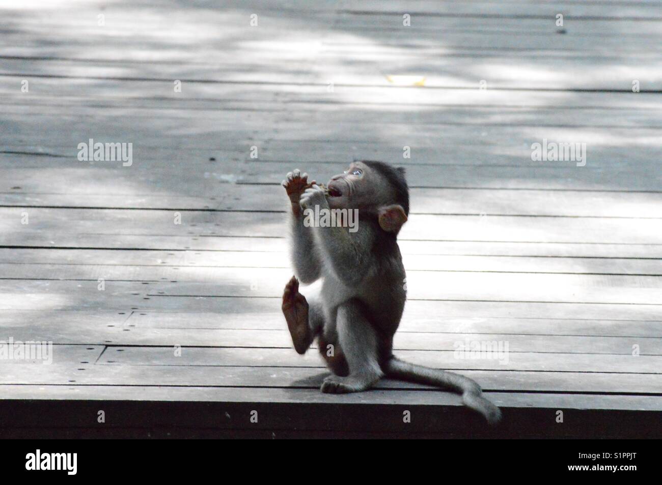 Happy monkey hi-res stock photography and images - Alamy