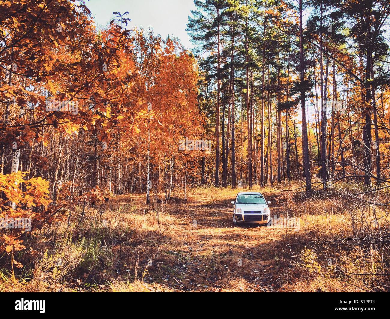 Car forest hi-res stock photography and images - Alamy