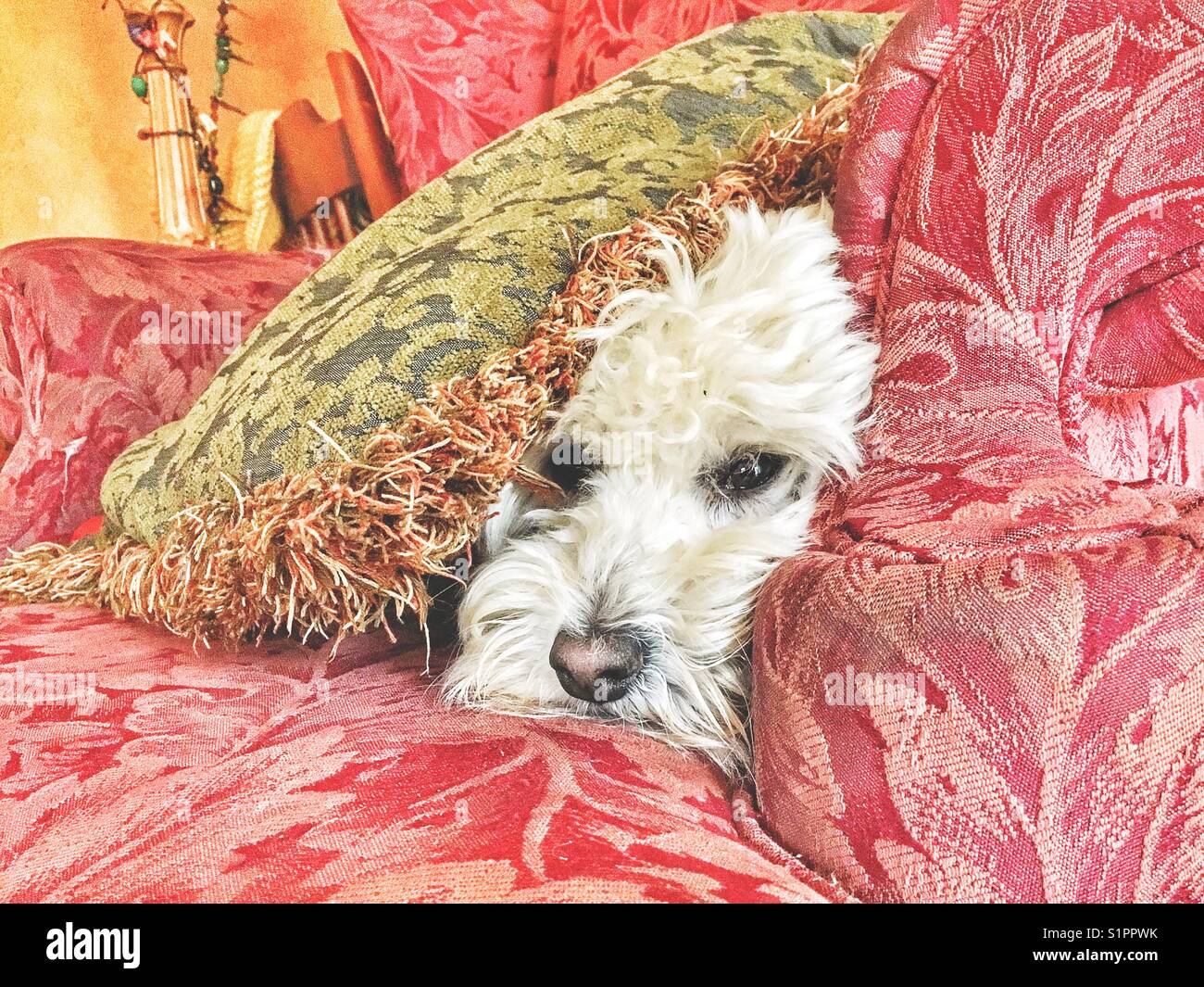 Animal hiding indoors hi-res stock photography and images - Alamy