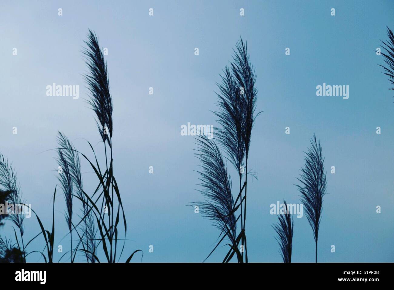 Nature n sky Stock Photo - Alamy