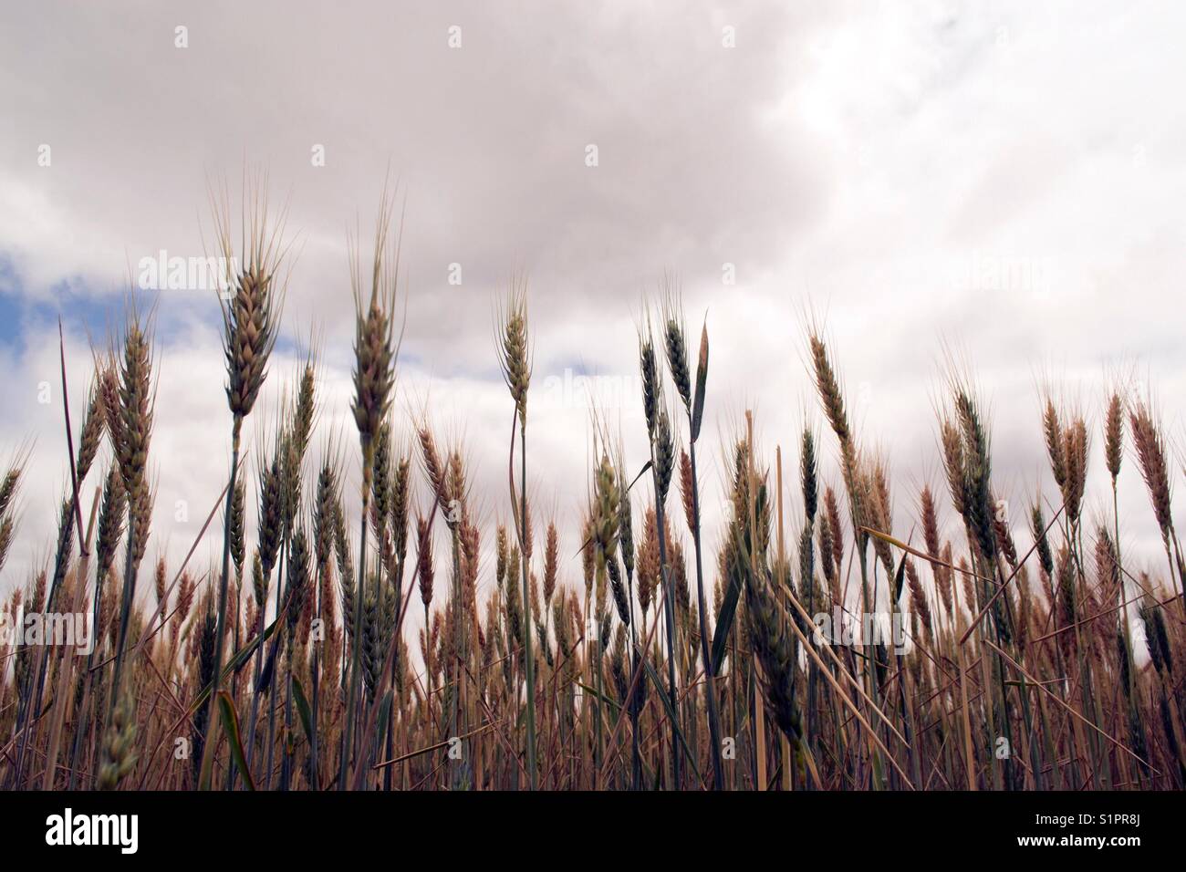 Australian wheat farm Stock Photo - Alamy