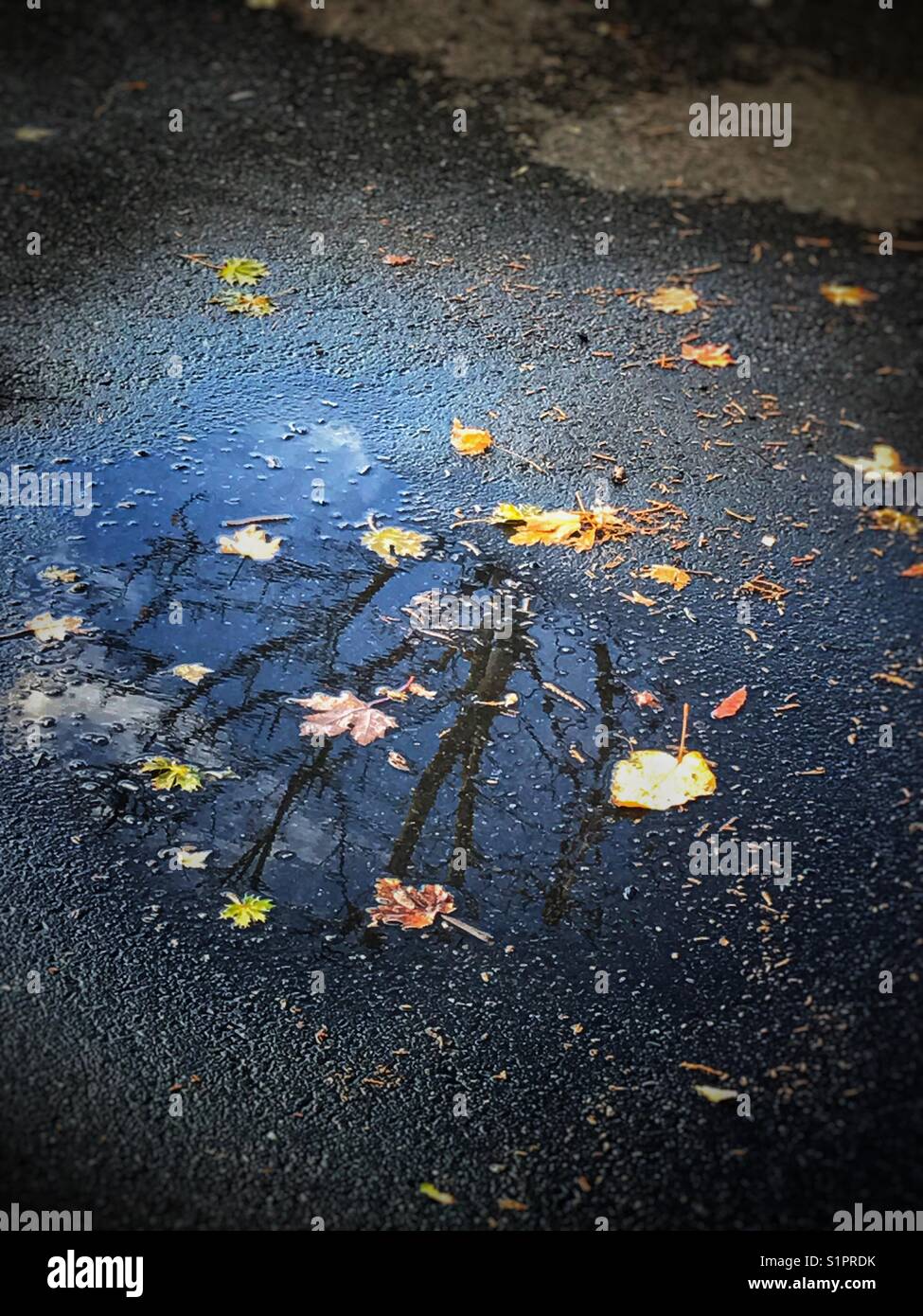 A rain puddle filled with fall leaves reflects the view of tree ...