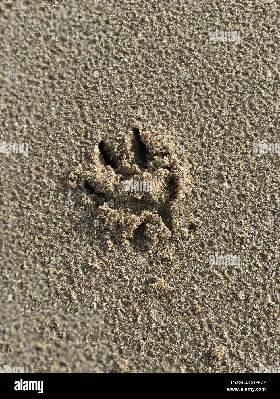 Pawprint sand hi-res stock photography and images - Alamy