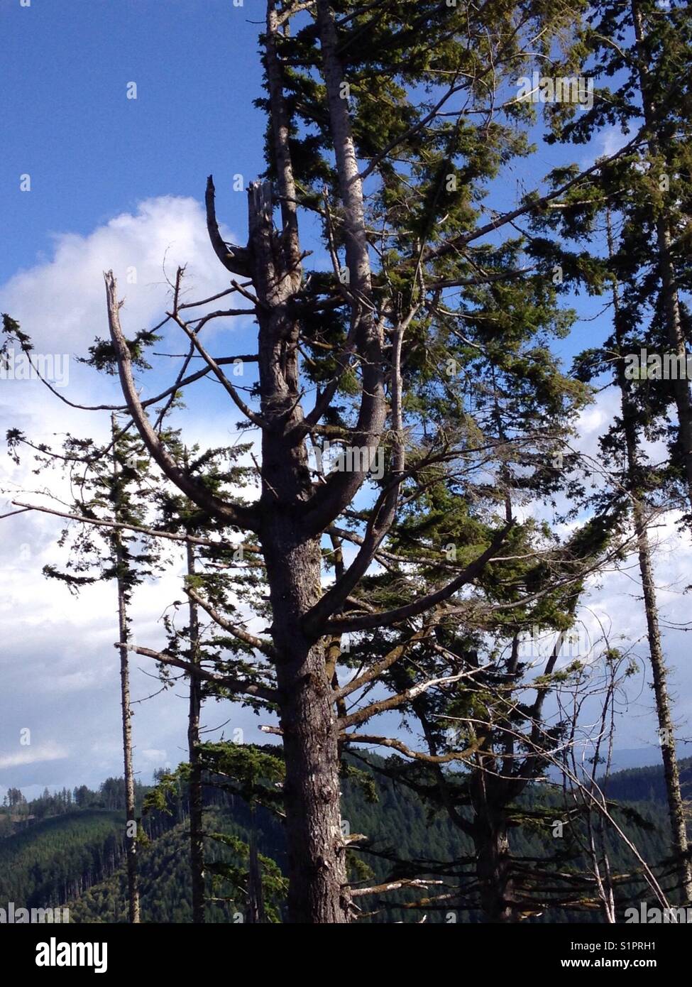 Warped trees hi-res stock photography and images - Alamy