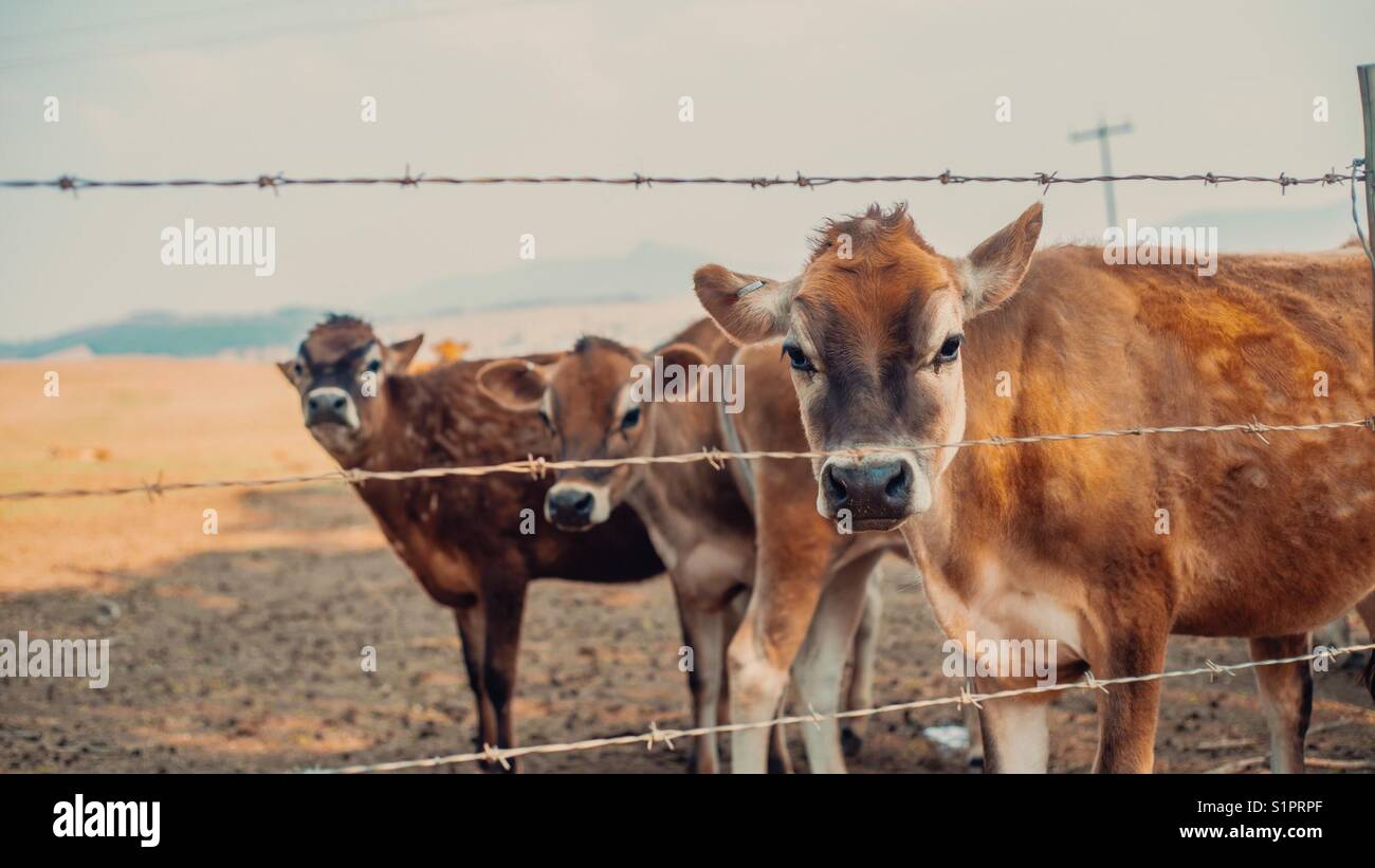 They are animals, not food Stock Photo - Alamy