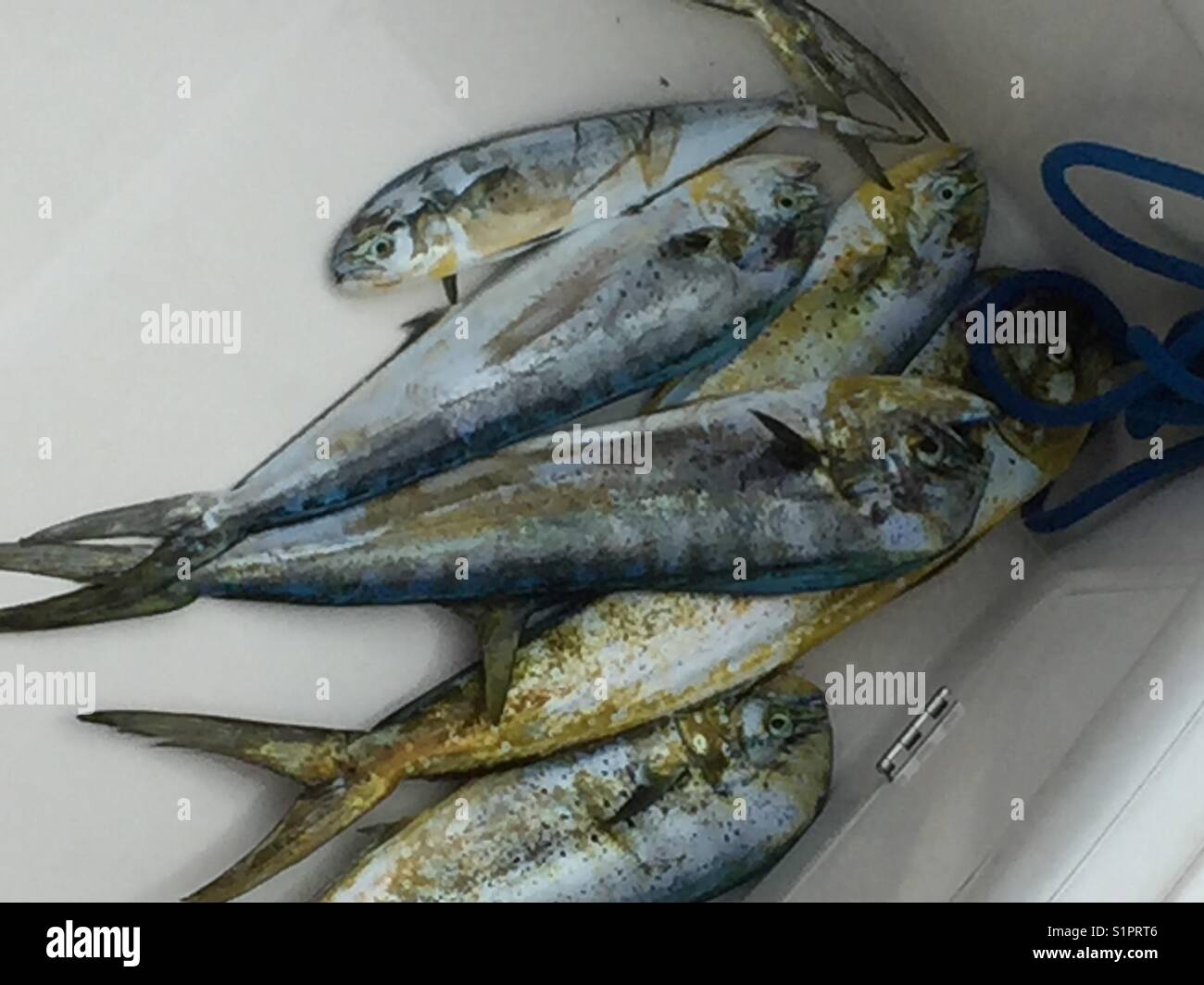 Ocean fishing hi-res stock photography and images - Alamy