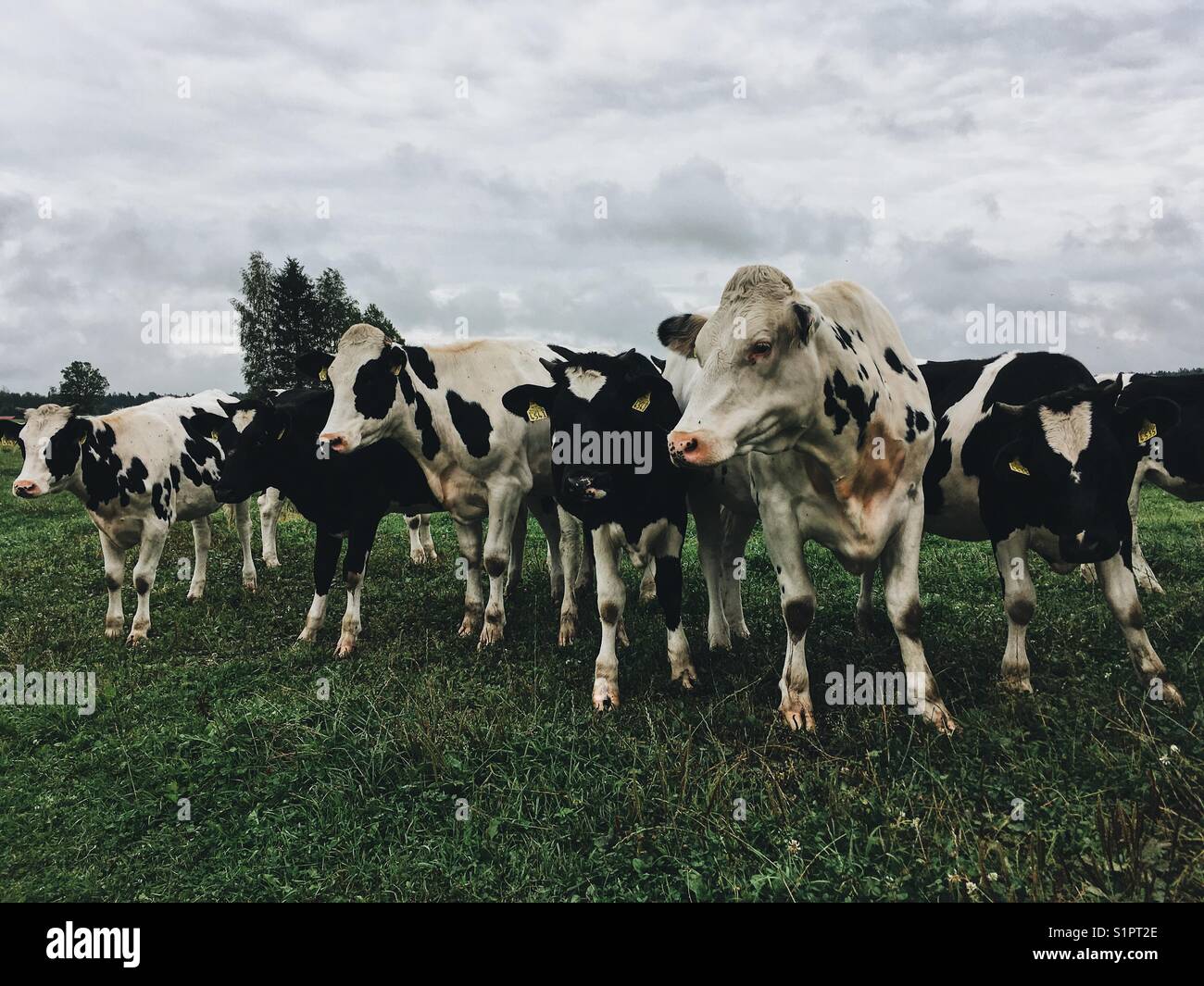 Farm Animals Friends High Resolution Stock Photography and Images - Alamy