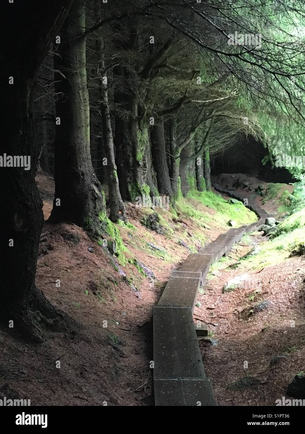 Wooden Boardwalk hiking trail through woods and forest Stock Photo - Alamy