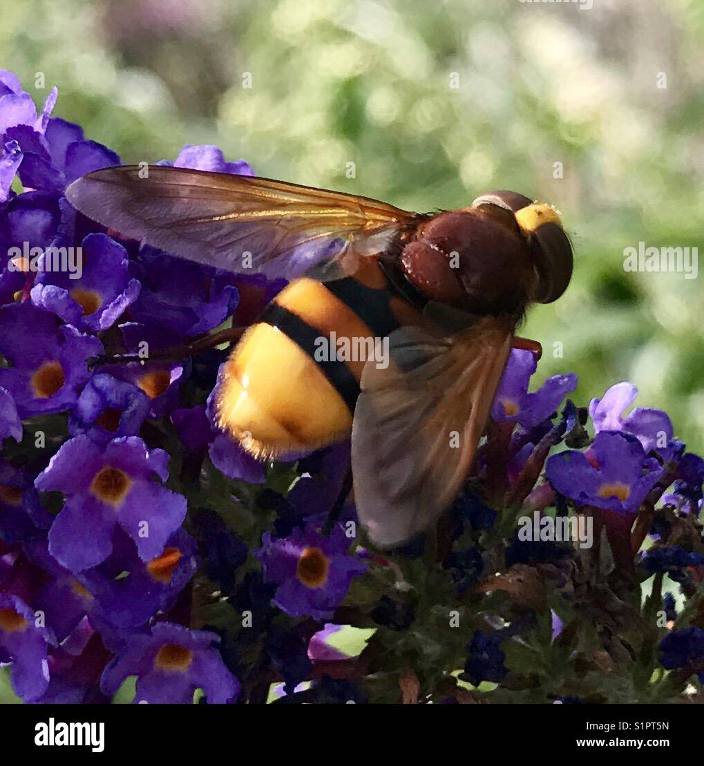 French insect hi-res stock photography and images - Alamy