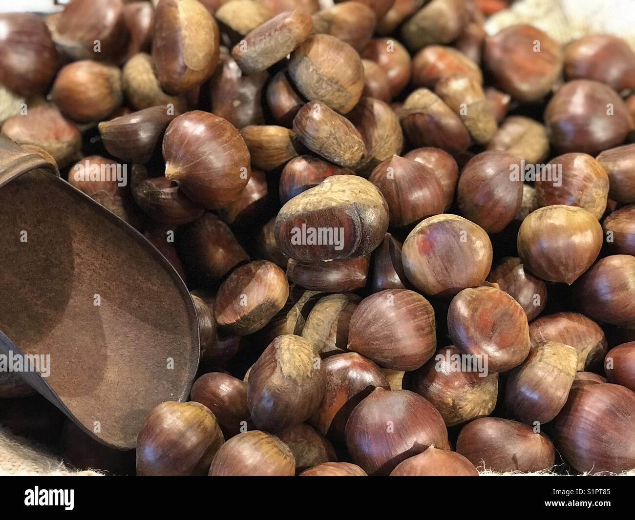 Special chestnuts from Lazio region Stock Photo - Alamy