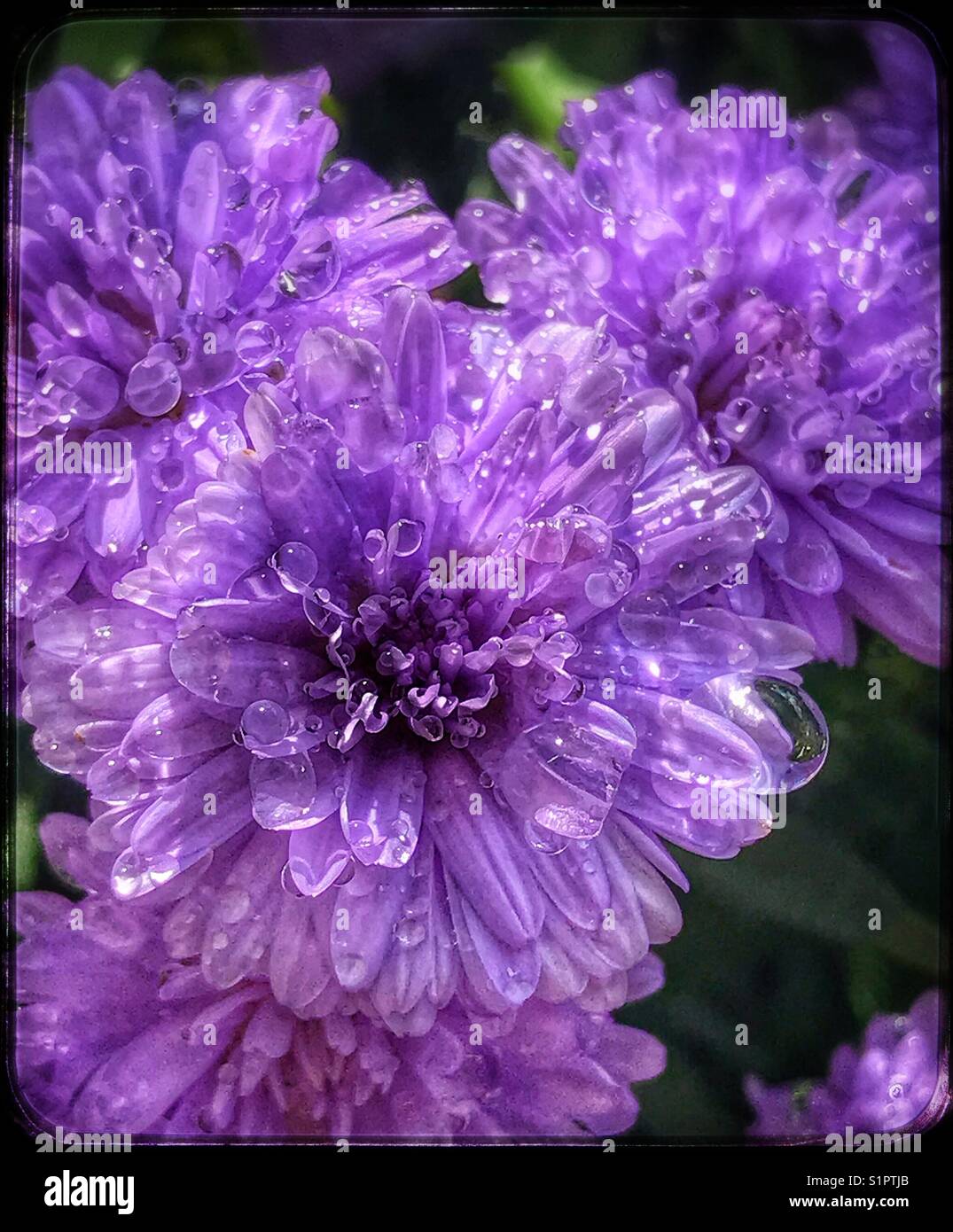 Purple Henry asters covered with water droplets, Symphyotrichum novi ...